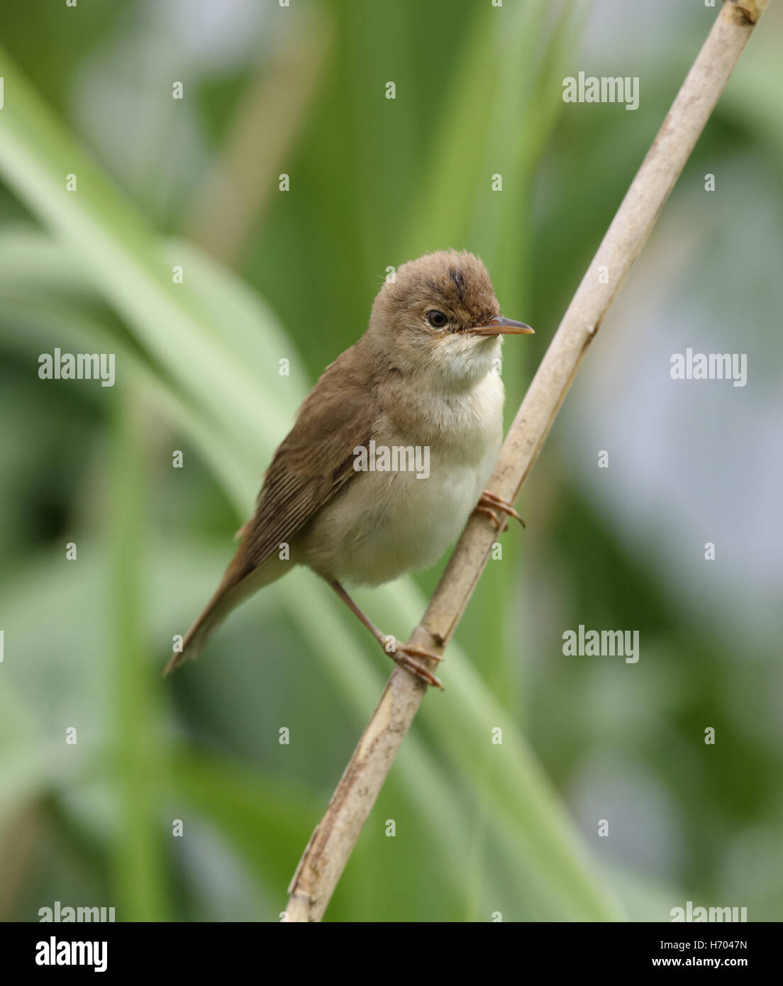 Eurasian Reed Warbler, Acrocephalus scirpaceus, perching in a reed bed ...