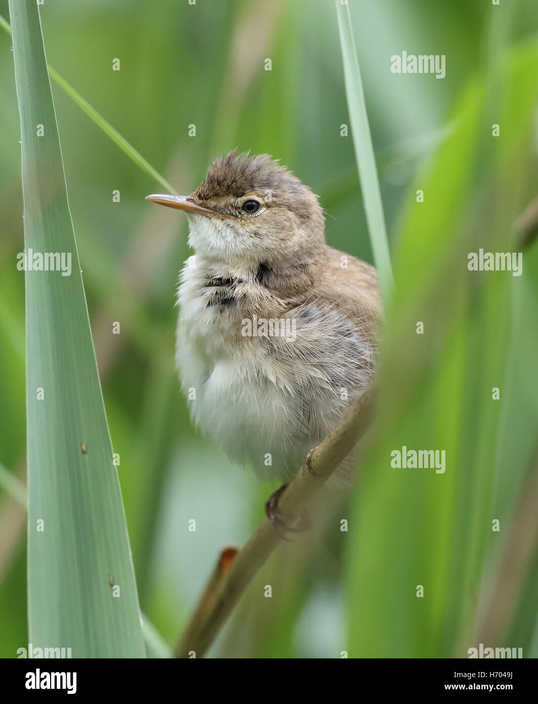 Eurasian Reed Warbler, Acrocephalus scirpaceus, perching in a reed bed ...