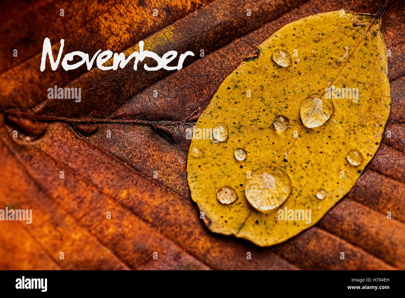 Autumn Leaves With Rain Droplets. November Concept Wallpaper Stock ...