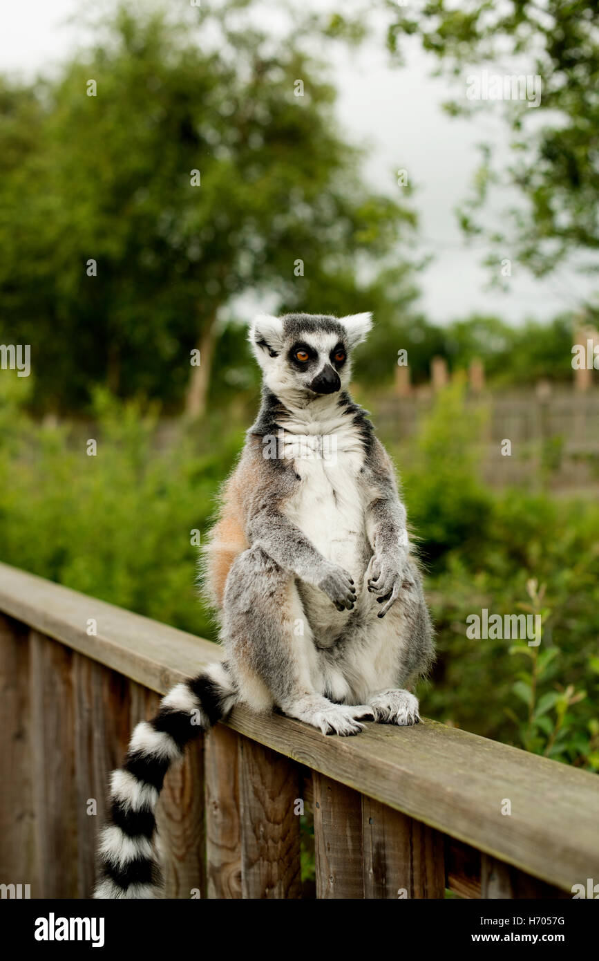 Ringtail hi-res stock photography and images - Alamy
