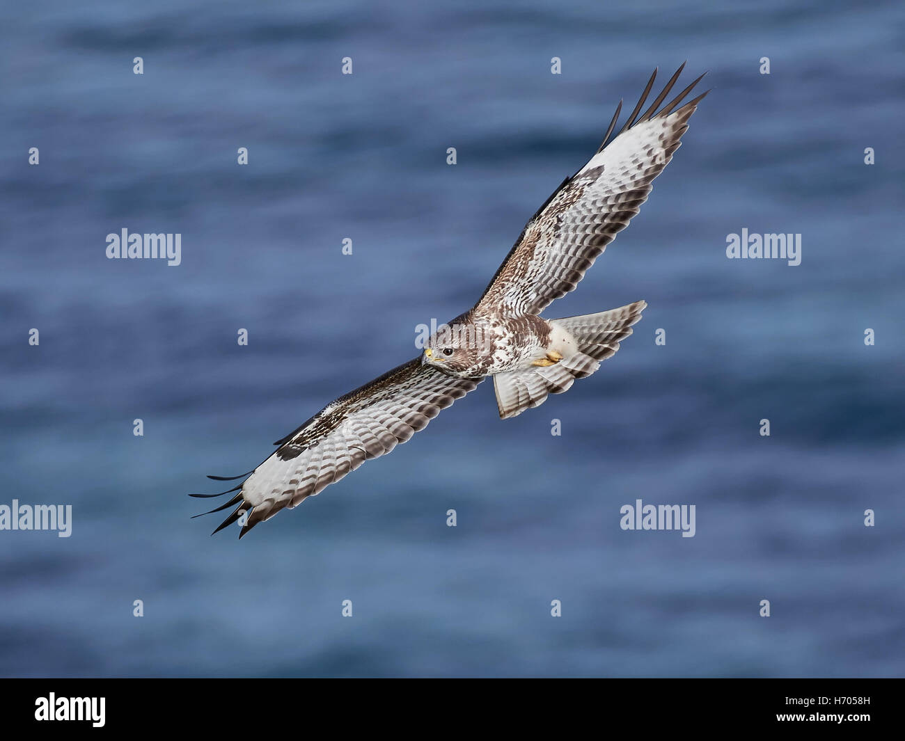 Common buzzard in flight hi-res stock photography and images - Alamy