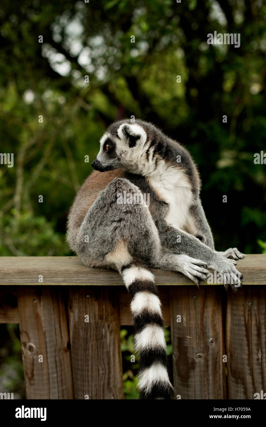 Ringtail hi-res stock photography and images - Alamy