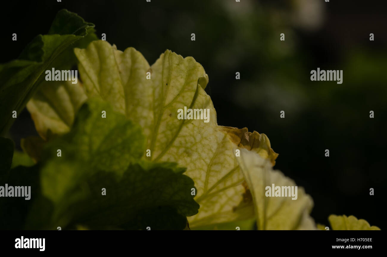 leaf and light Stock Photo - Alamy