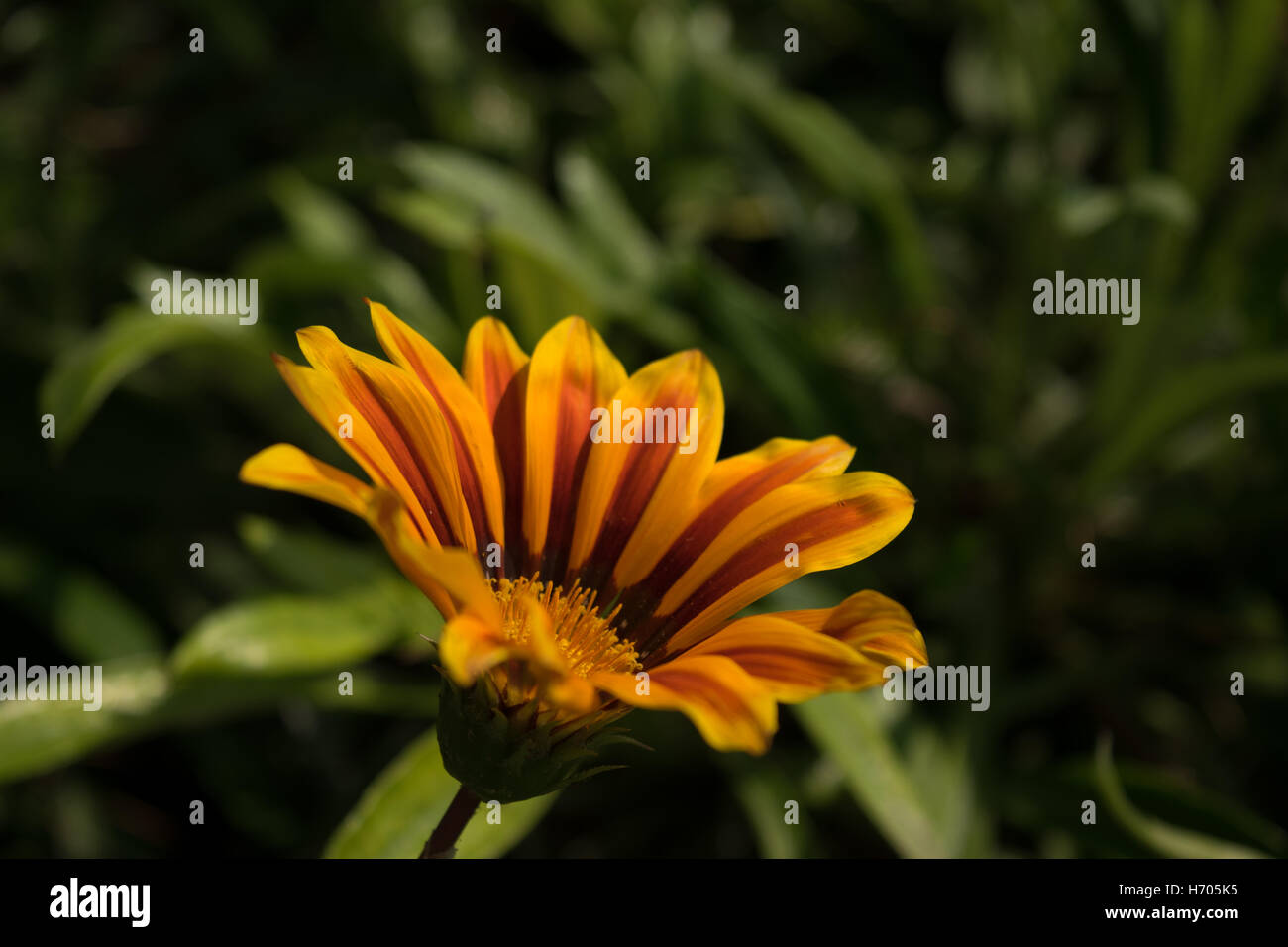 that beautiful and colorful flower Stock Photo - Alamy