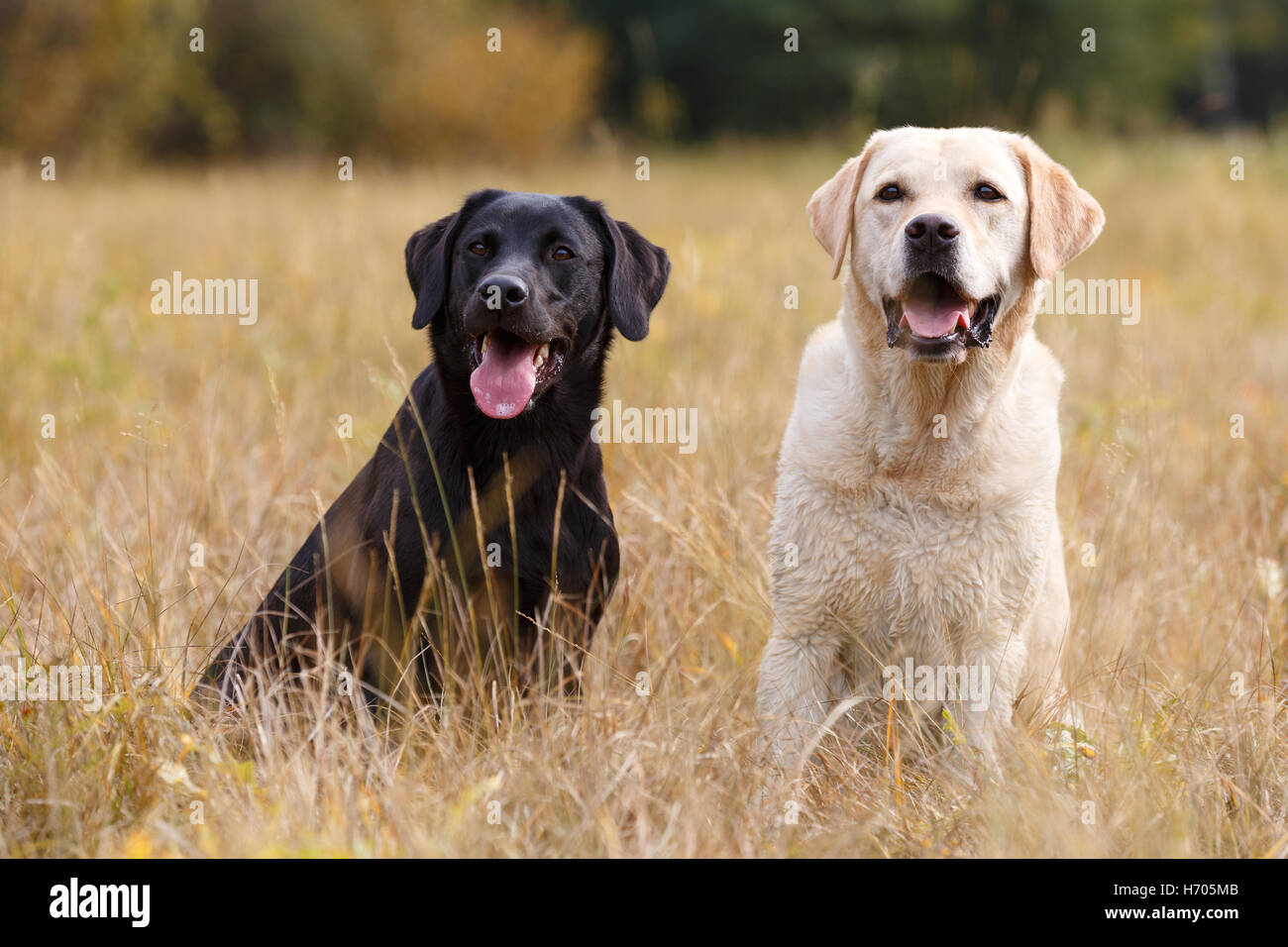 Black and yellow labradors hi-res stock photography and images - Alamy