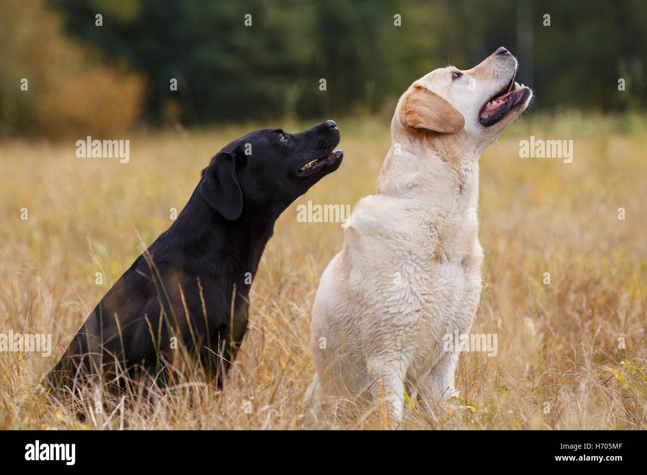 Black and yellow labradors hi-res stock photography and images - Alamy