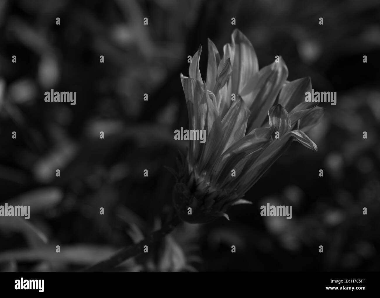 small but beautiful , B&W Stock Photo - Alamy