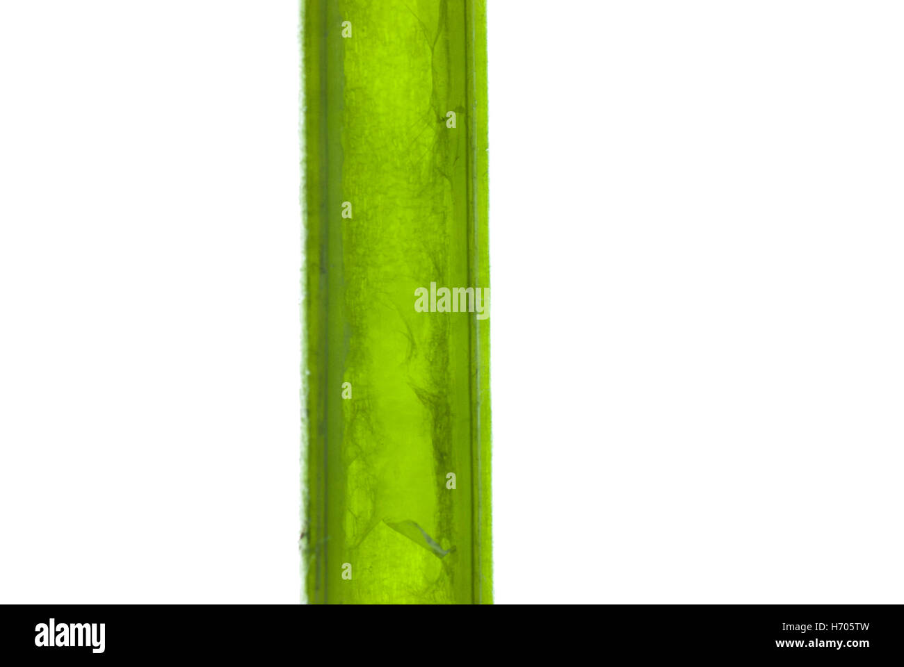 Gerbera stem dissect against a white background Stock Photo - Alamy