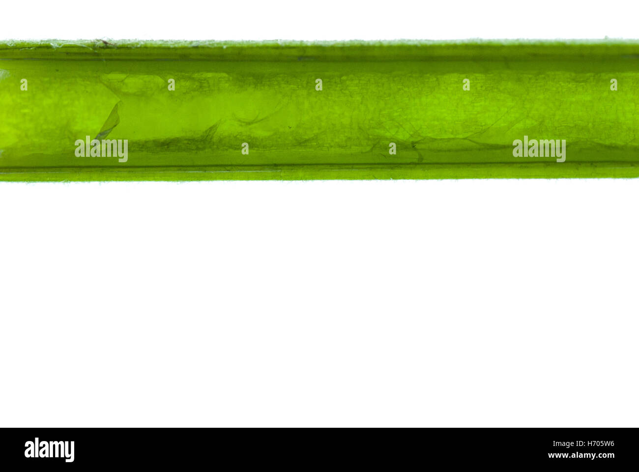 Gerbera stem dissect against a white background Stock Photo - Alamy