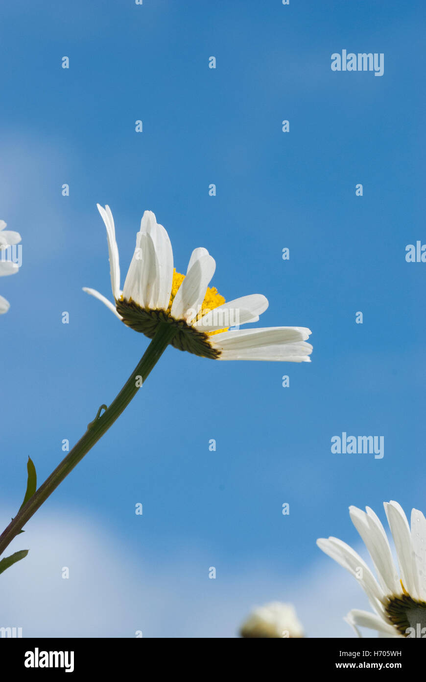 Blue sky color detail flower petals hi-res stock photography and images ...