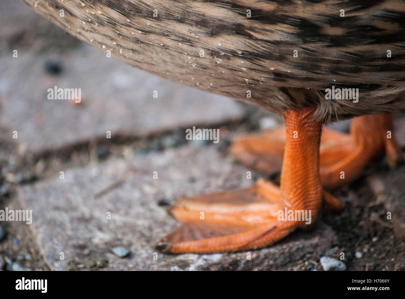 Duck feet hi-res stock photography and images - Alamy