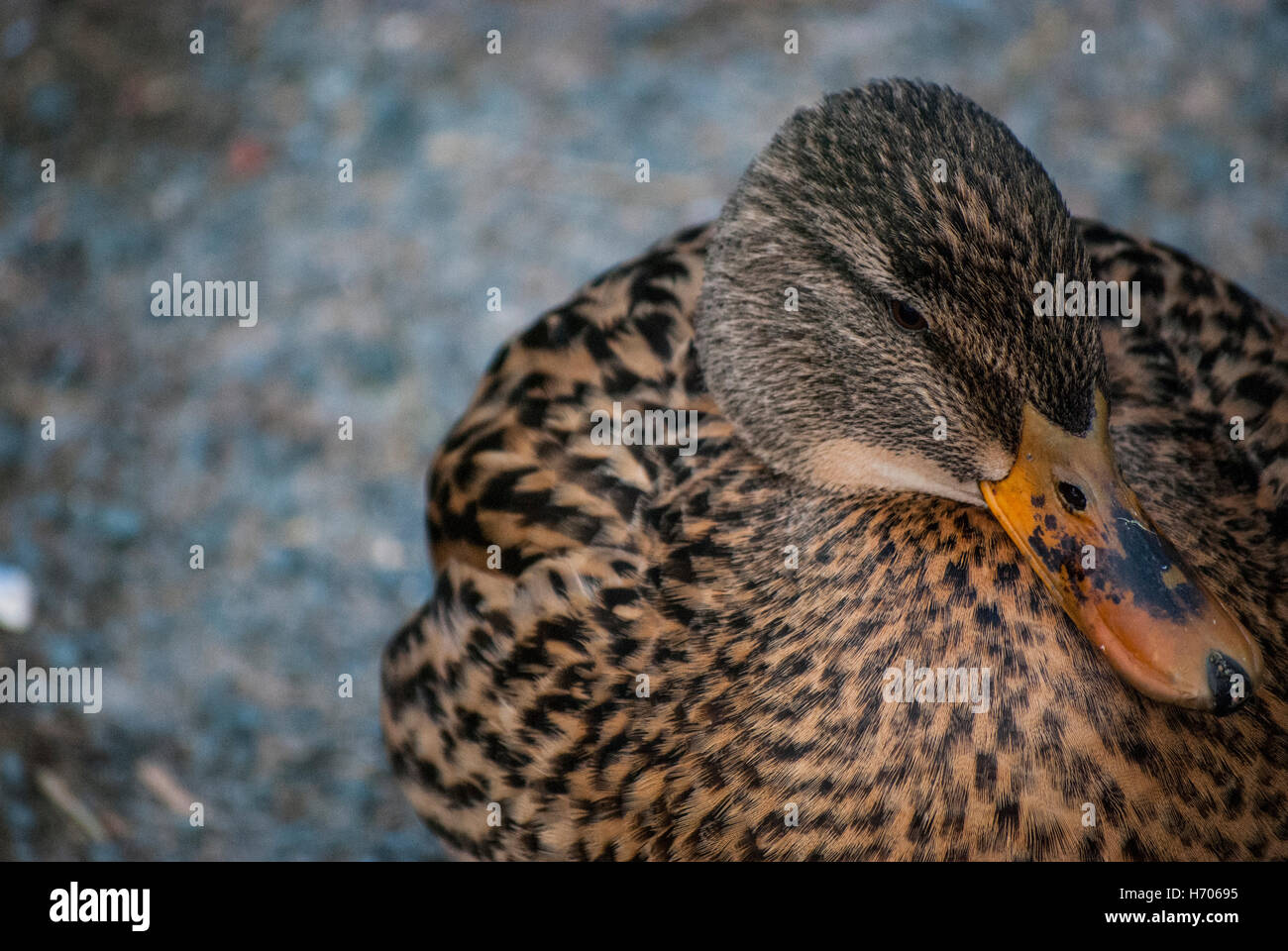 Sleeping duck hi-res stock photography and images - Alamy
