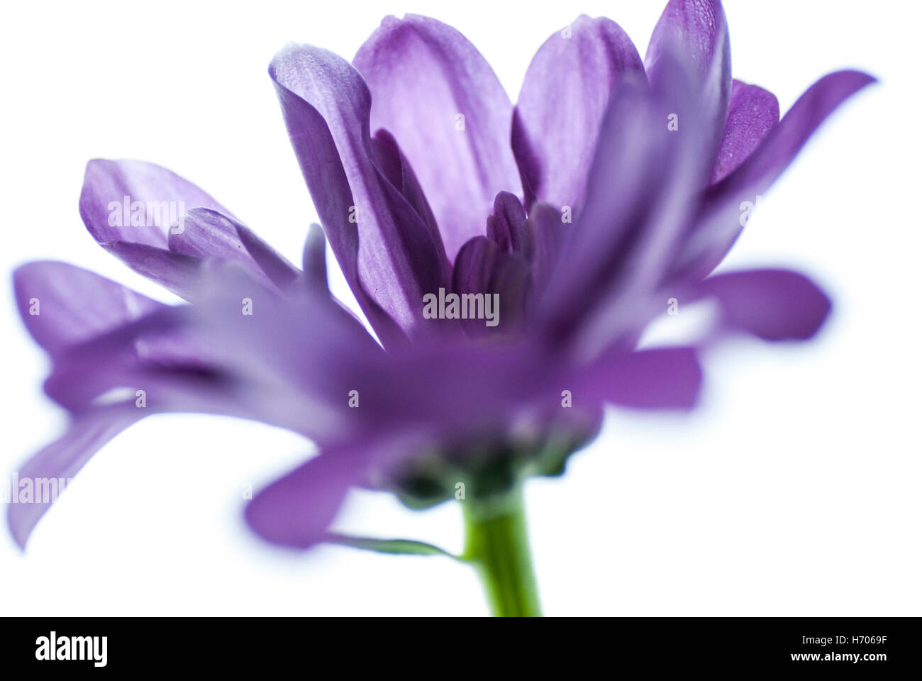 Image capture with bright white background Stock Photo - Alamy