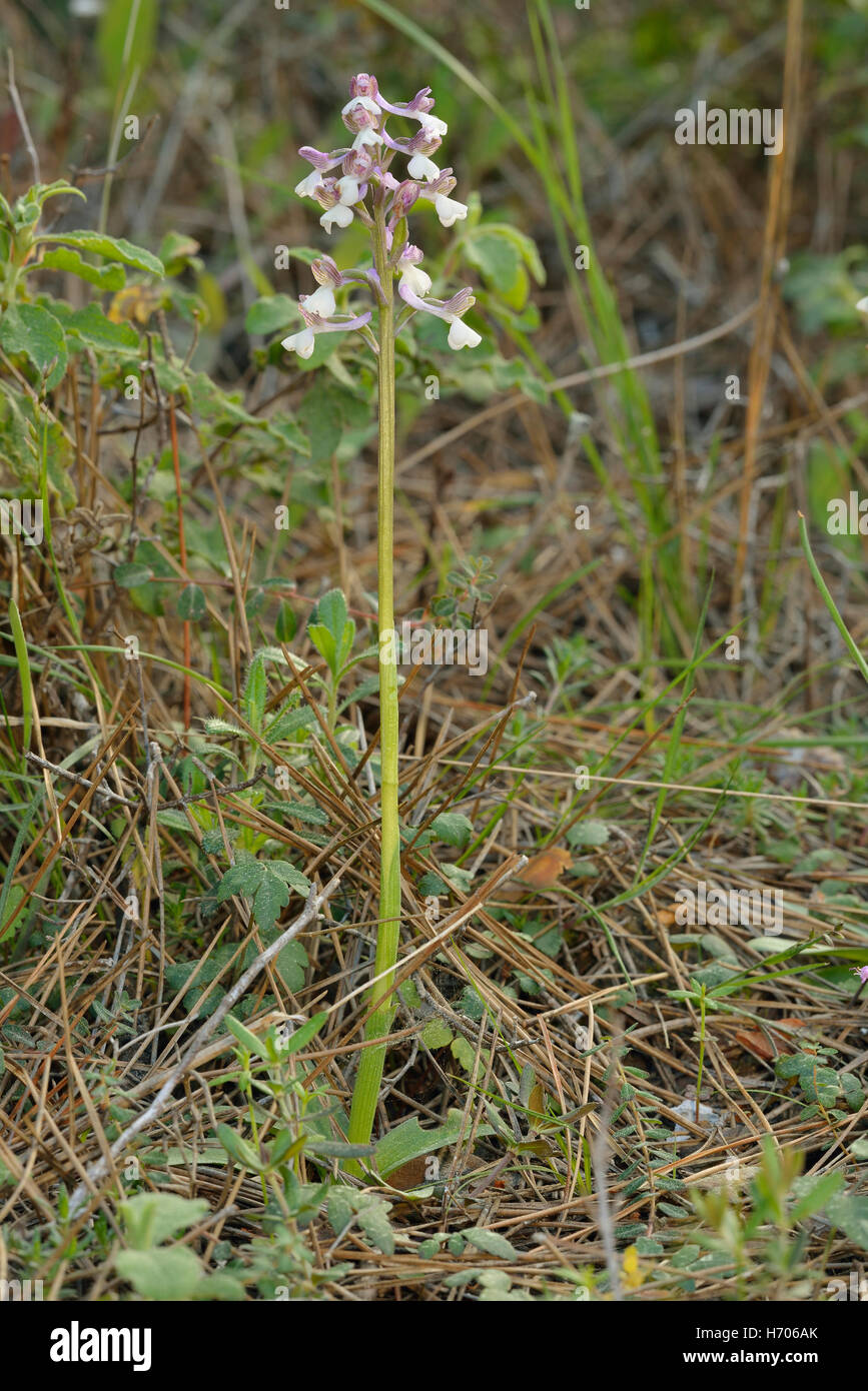White pine pink orchid hi-res stock photography and images - Alamy