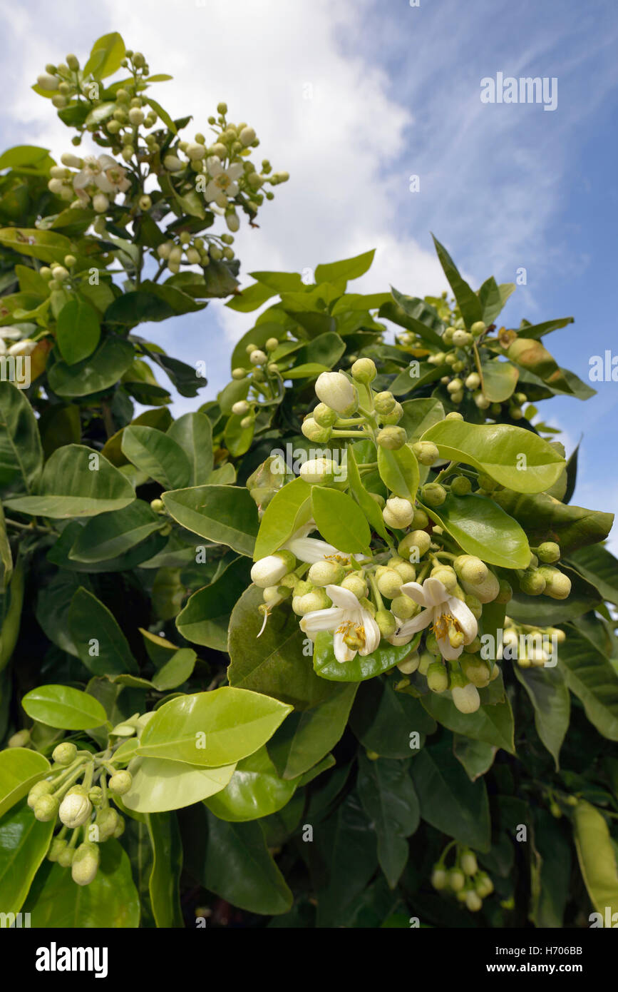 Pomelo - Citrus maxima White Flowers on Tree Stock Photo - Alamy
