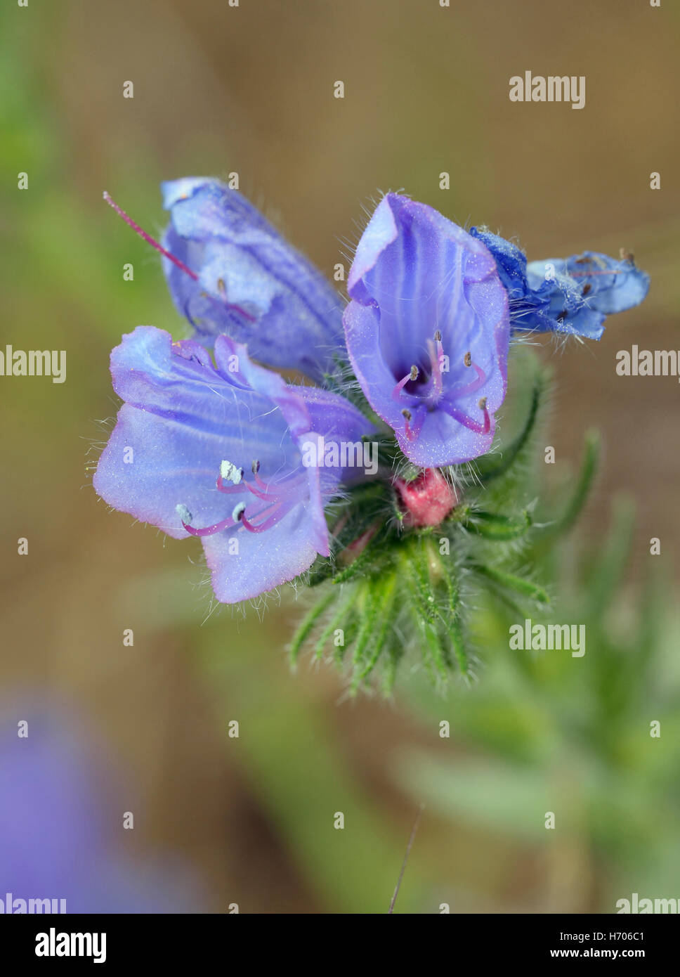 Purple viper’s bugloss hi-res stock photography and images - Alamy