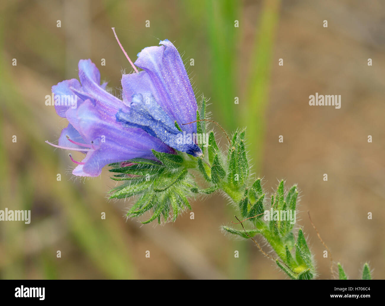 Purple Vipers Bugloss - Echium plantagineum Closeup of flower Stock ...