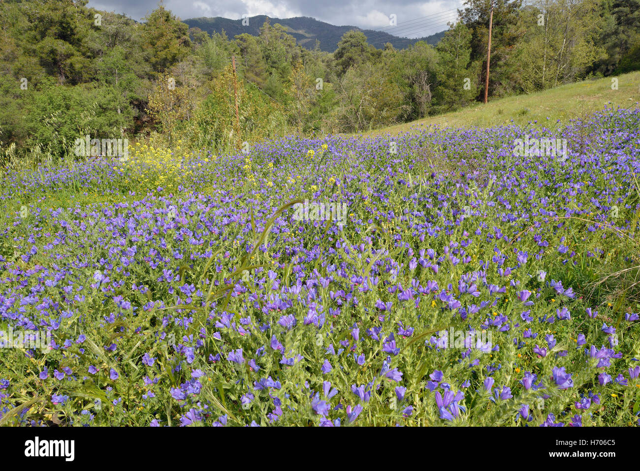 Purple Vipers Bugloss - Echium plantagineum Stock Photo - Alamy