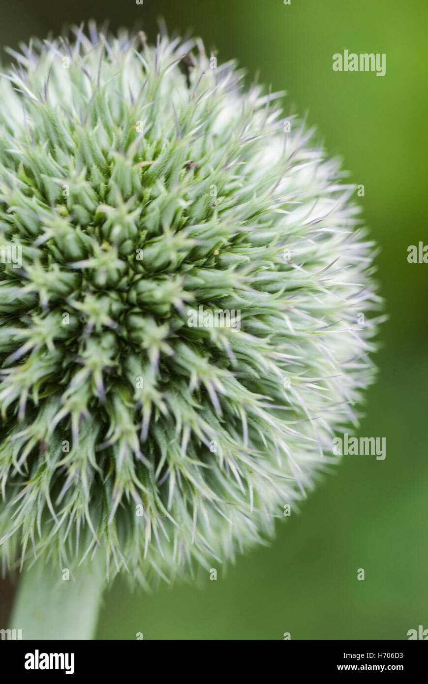 Ball of fuzz hi-res stock photography and images - Alamy