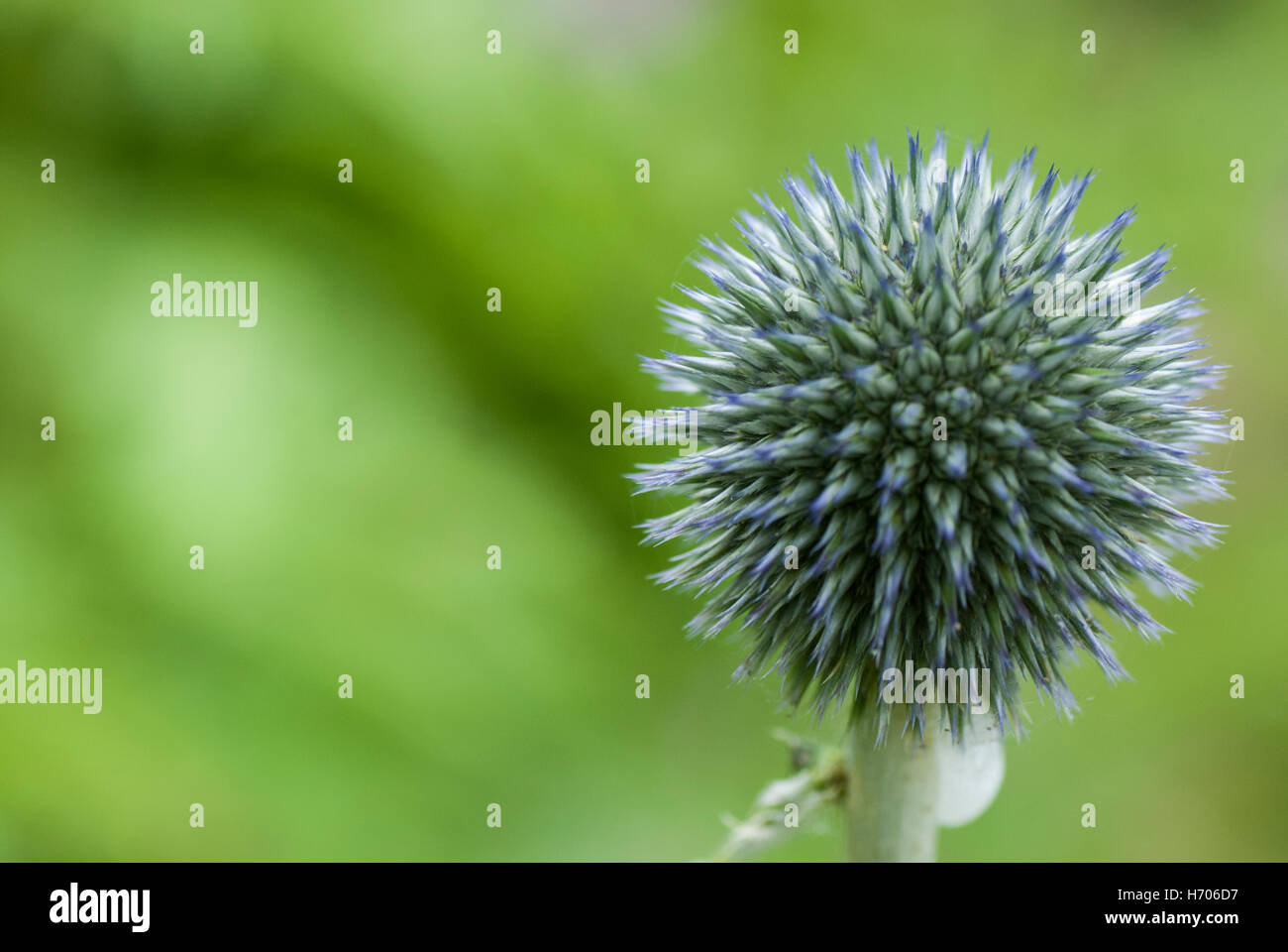 Spiky flower hi-res stock photography and images - Alamy