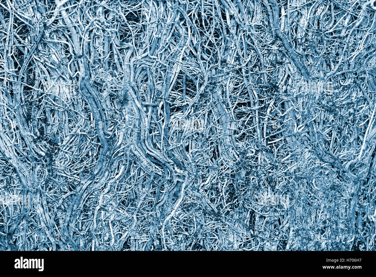 Bamboo Plant Roots High Resolution Stock Photography and Images - Alamy
