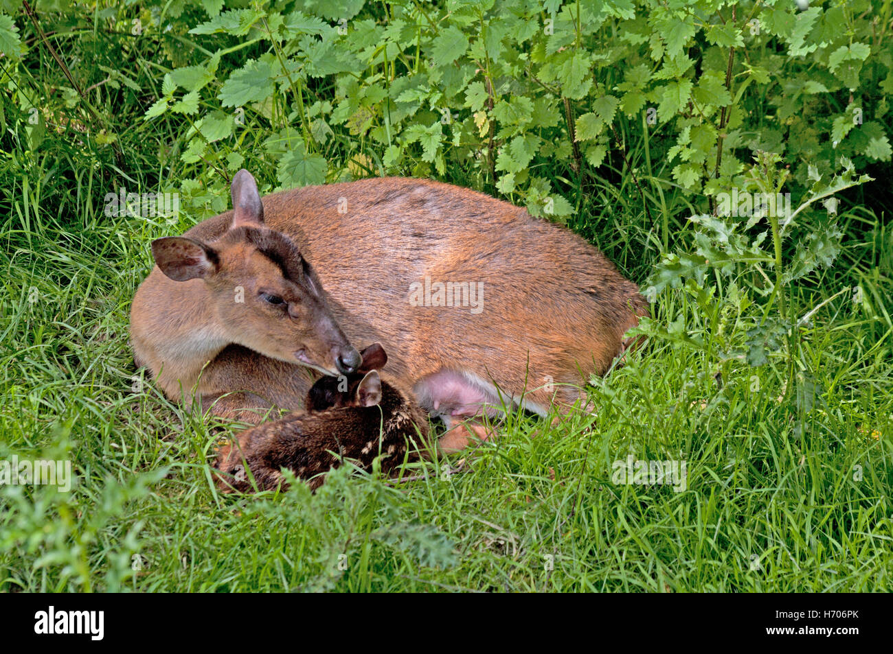 Muntjac Deer, Muntiacus Reevesi, Fawn a few Hours Old, Surrey, Captive ...