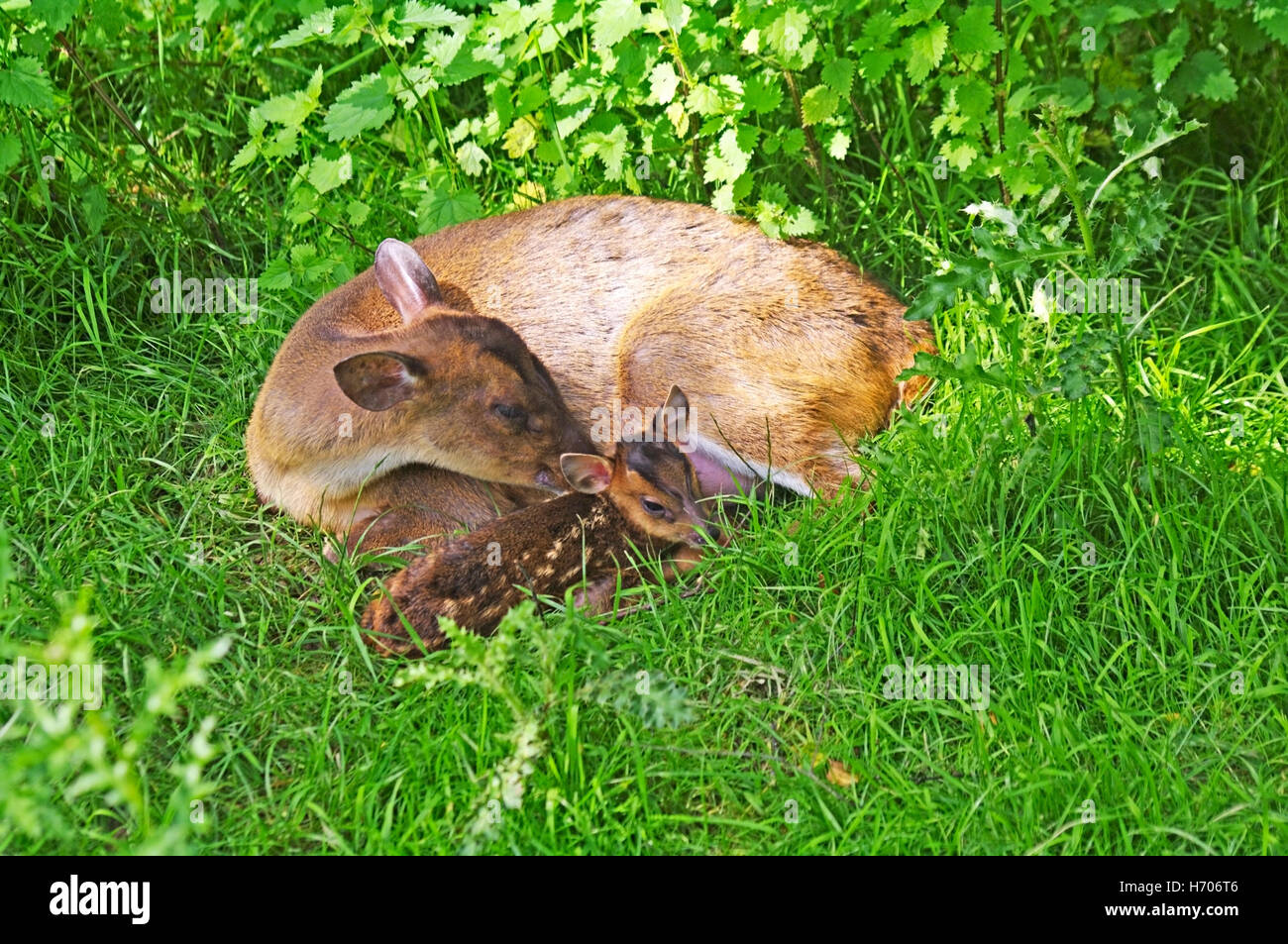 Muntjac Deer, Muntiacus Reevesi, Fawn a few Hours Old, Surrey Stock ...