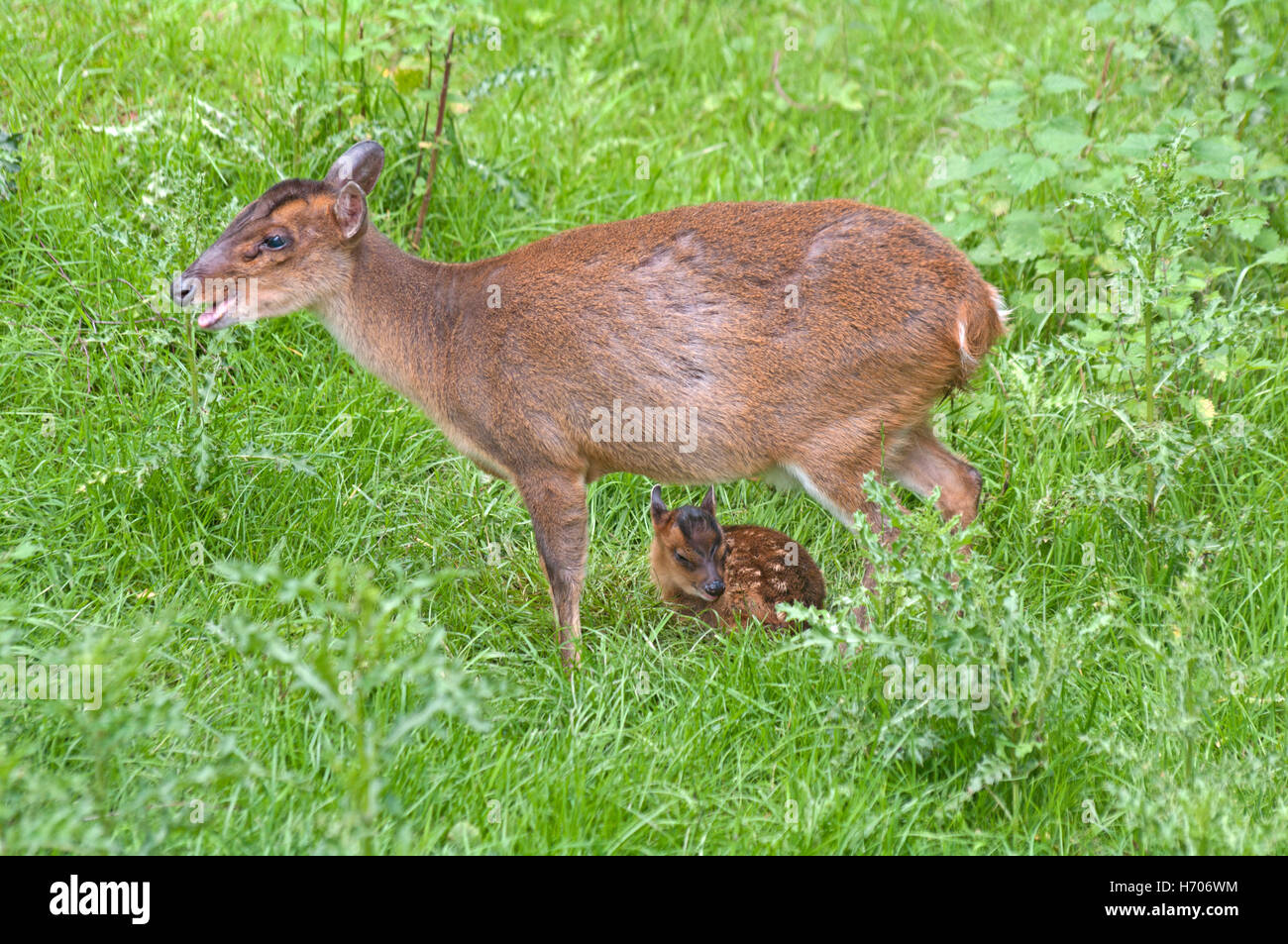Muntjac Deer, Muntiacus Reevesi, Fawn a few Hours Old, Surrey, Captive ...