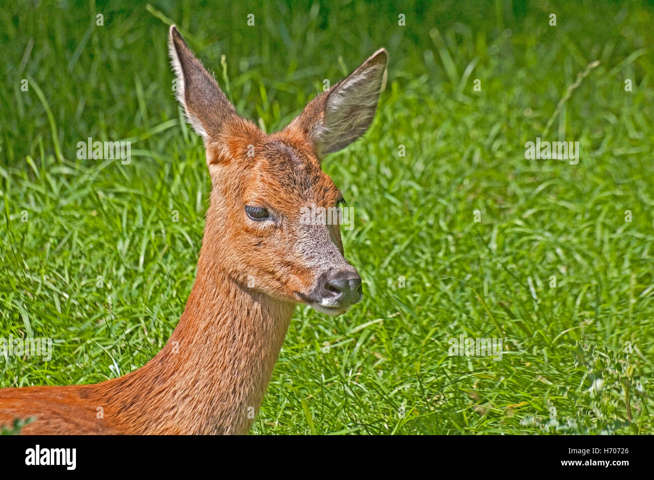 Roe Deer, Capreolus Capreolus, Captive, Surrey Stock Photo - Alamy