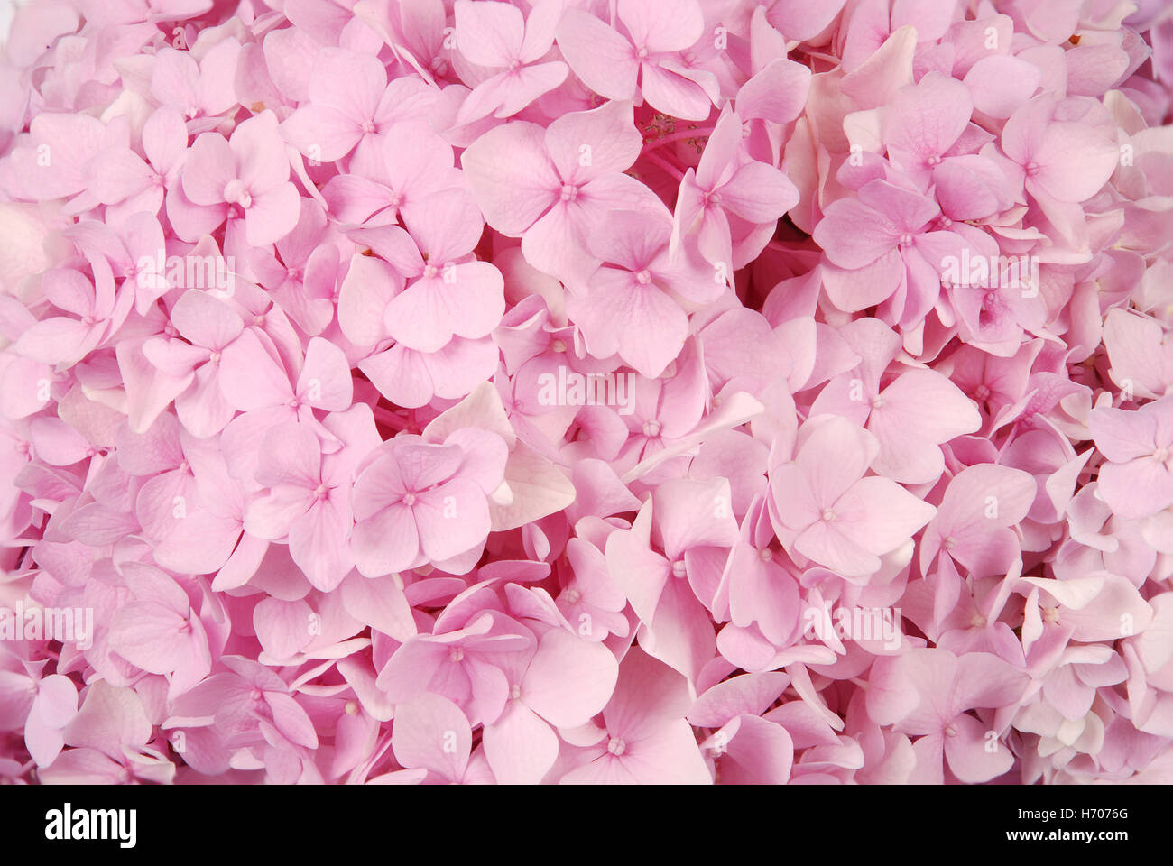 Hydrangeas Background