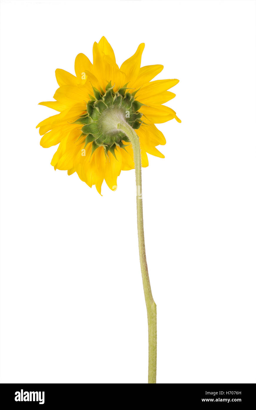 Beautiful sunflower return back isolated on white Stock Photo - Alamy