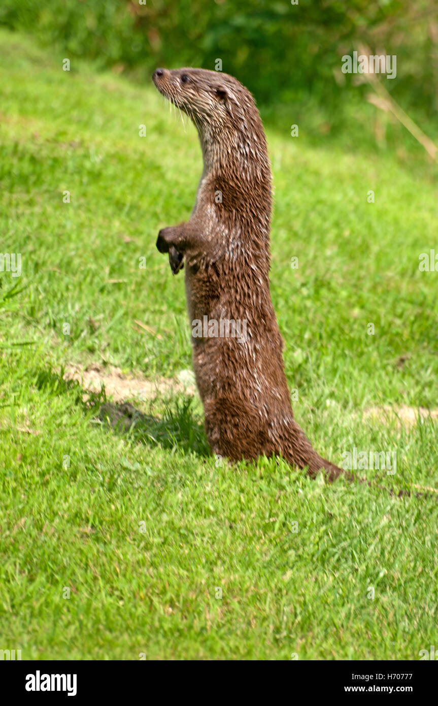 British Otter, Lutra Luta, British Wild Life Centre, New Chapel, East ...
