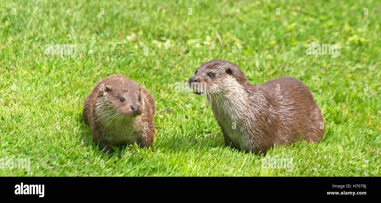British Otter High Resolution Stock Photography and Images - Alamy