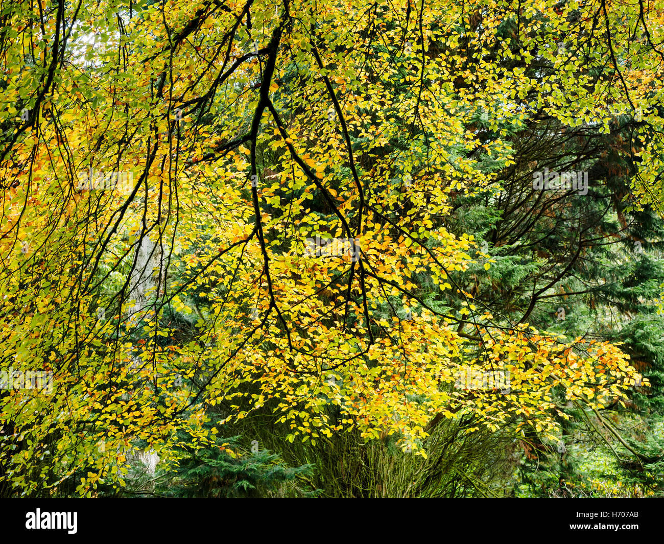 American beech tree hi-res stock photography and images - Alamy