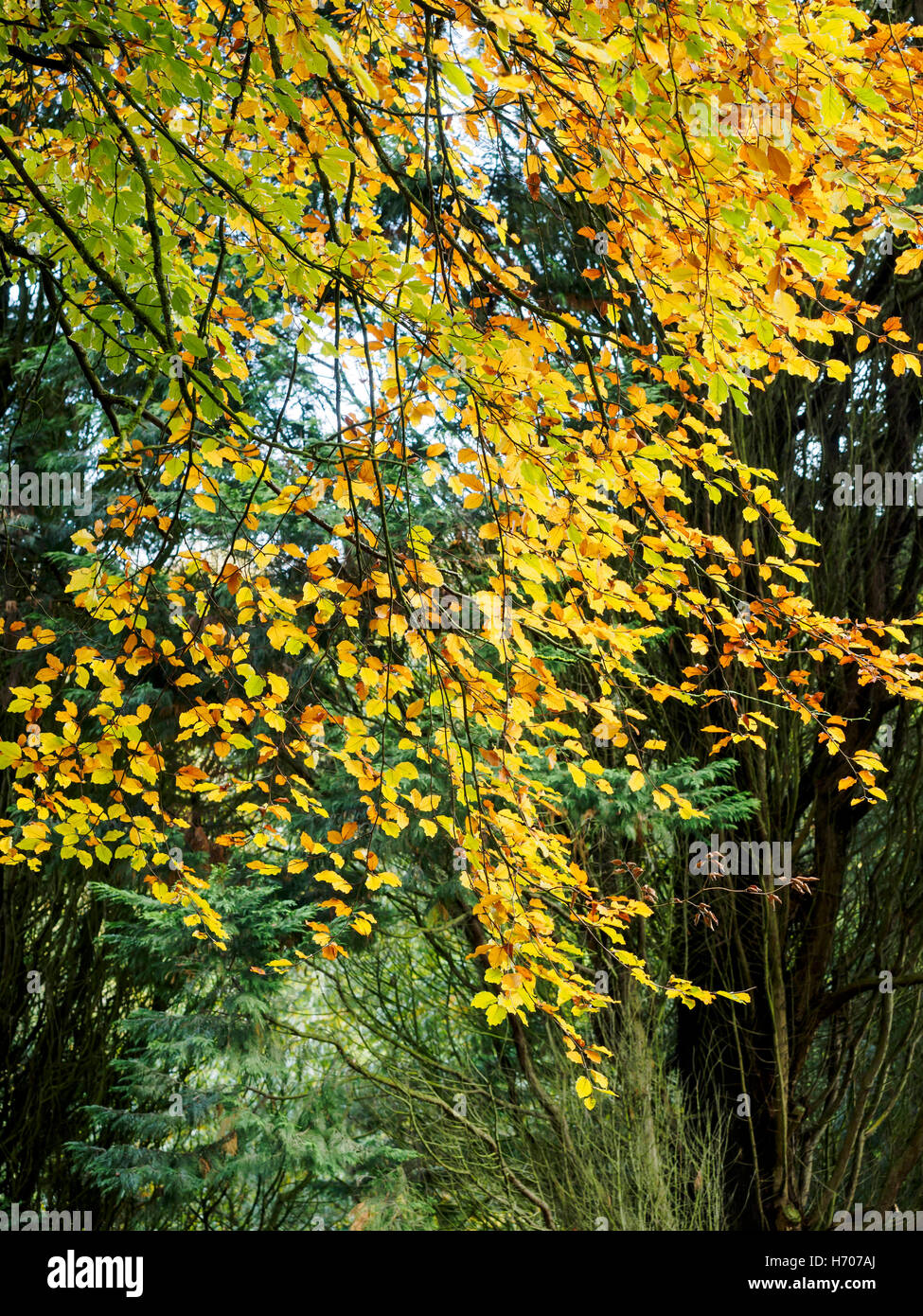 American beech tree hi-res stock photography and images - Alamy