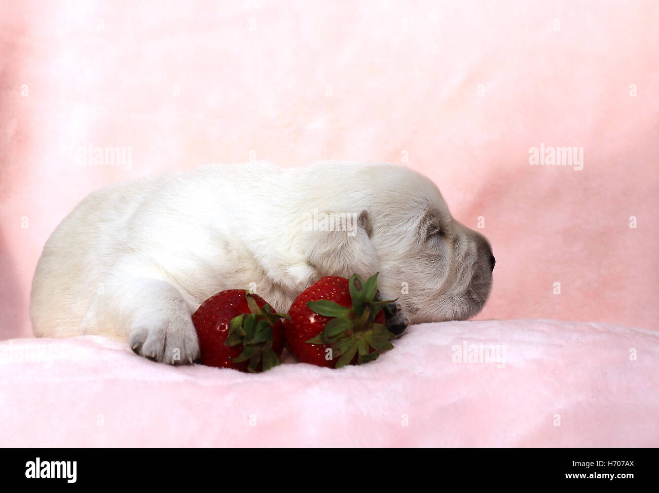 little yellow labrador puppy sitting on red background with a ...