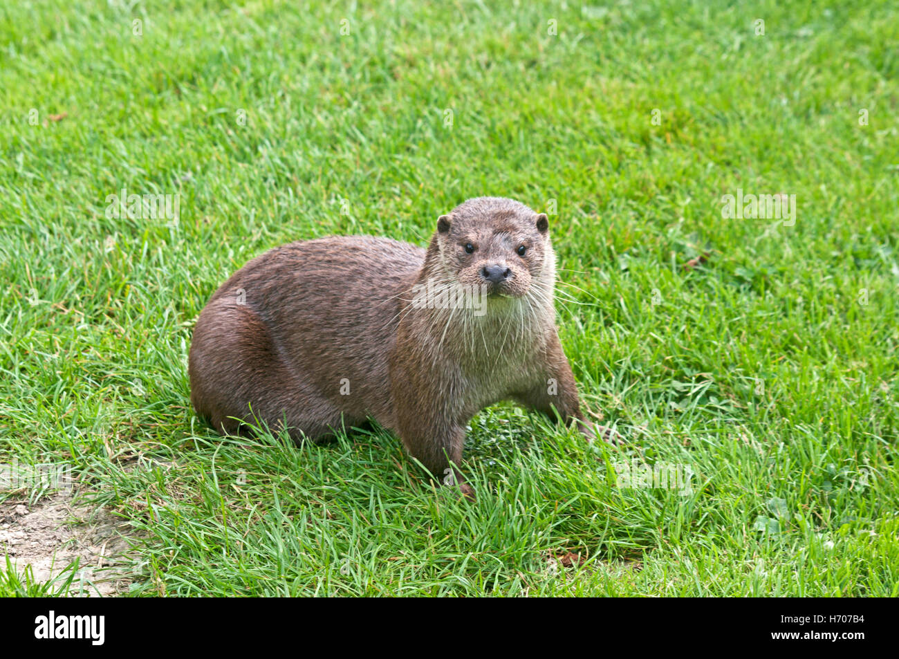 British Otter, Lutra Luta, Surrey, England, Captive Stock Photo - Alamy