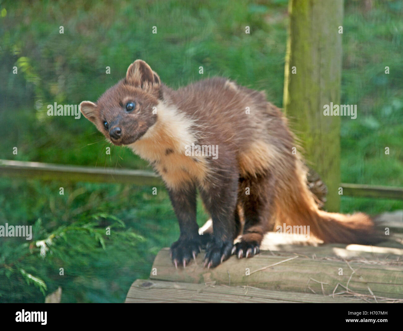 Pine Martin High Resolution Stock Photography and Images - Alamy