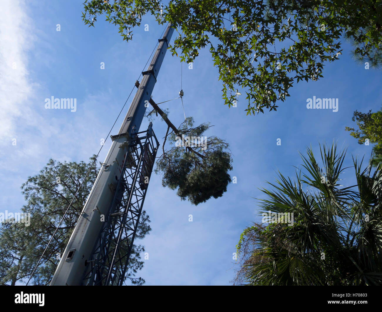Lifting tree hi-res stock photography and images - Alamy