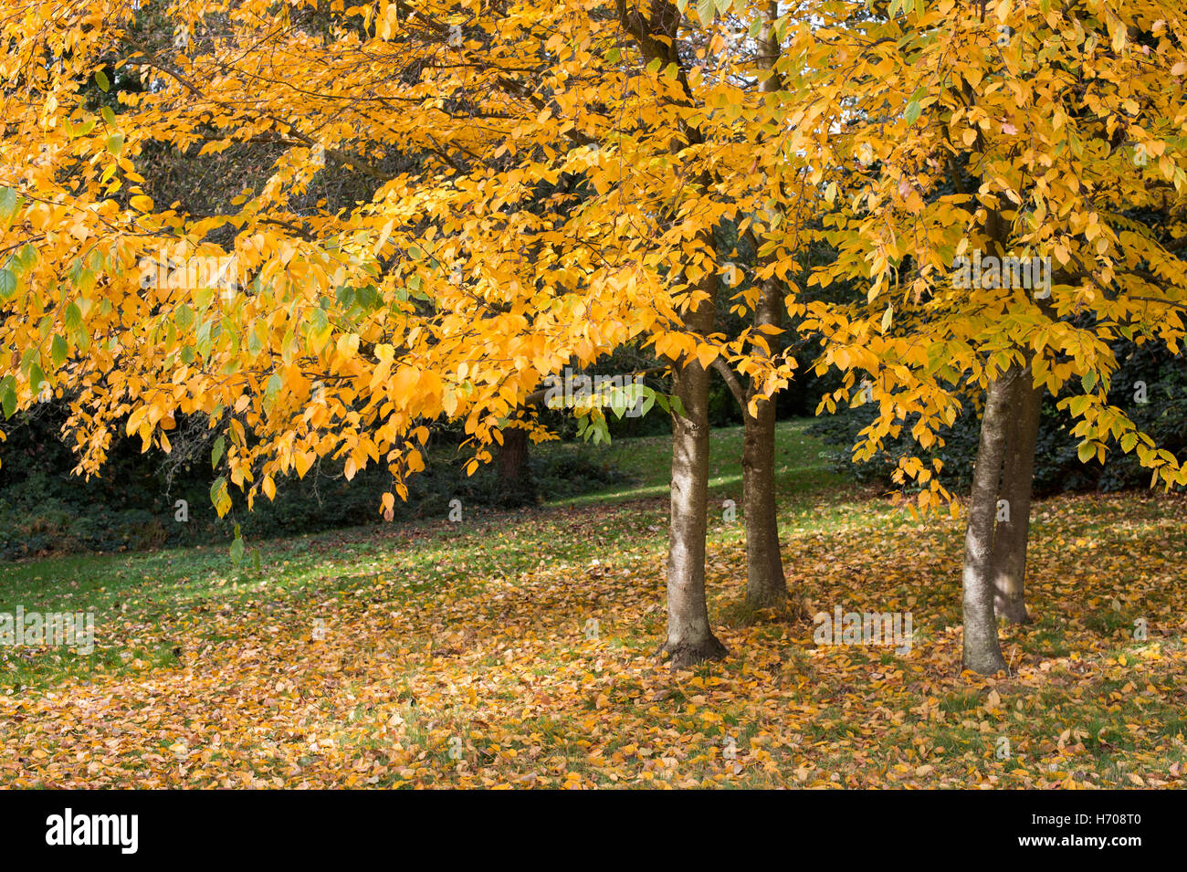 Betula lenta. Sweet Birch tree in autumn foliage Stock Photo - Alamy
