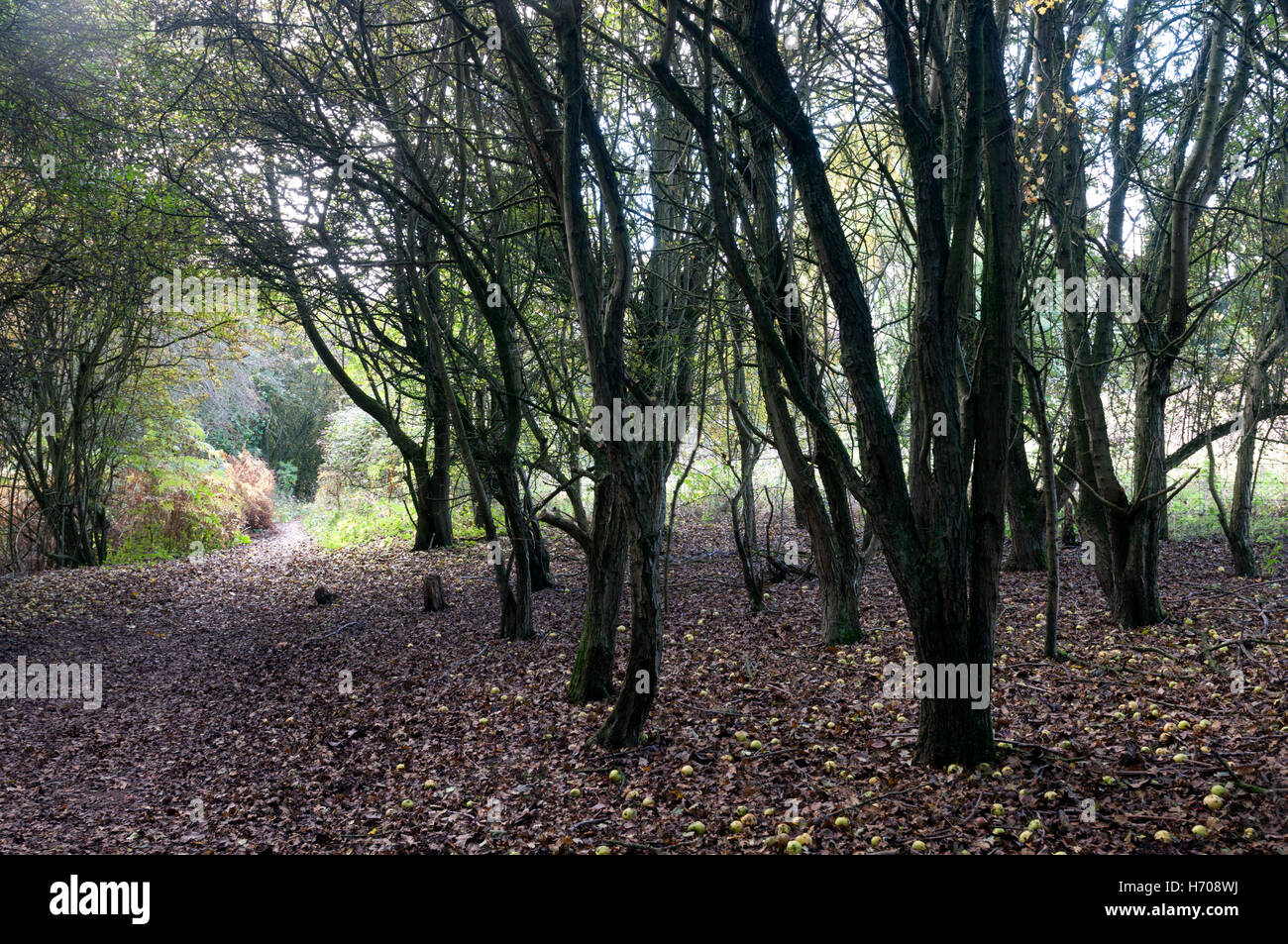 Ufton Fields Nature Reserve in autumn, Warwickshire, England, UK Stock ...