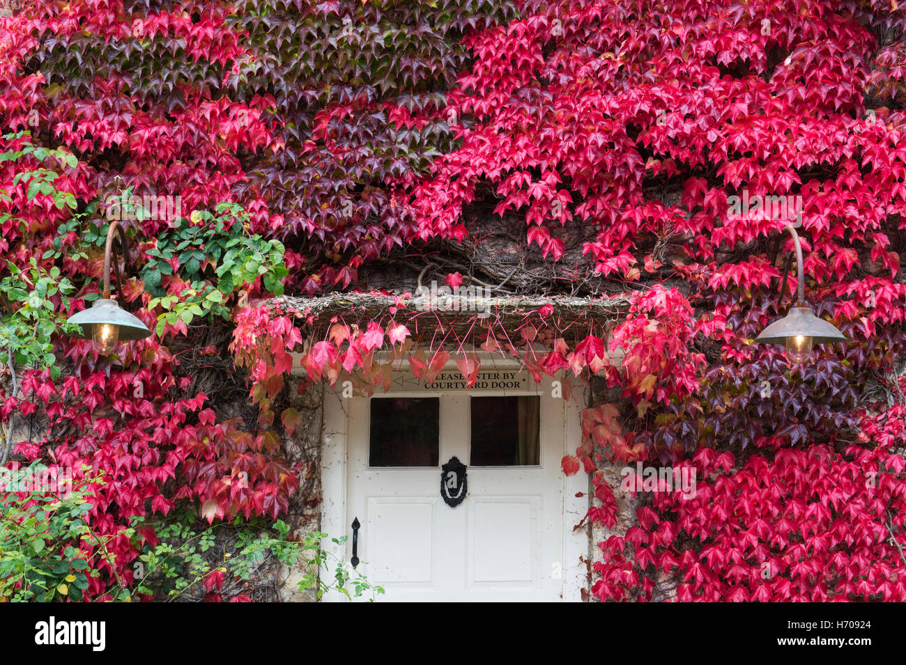 Parthenocissus tricuspidata. Boston Ivy / Japanese Creeper on The New ...
