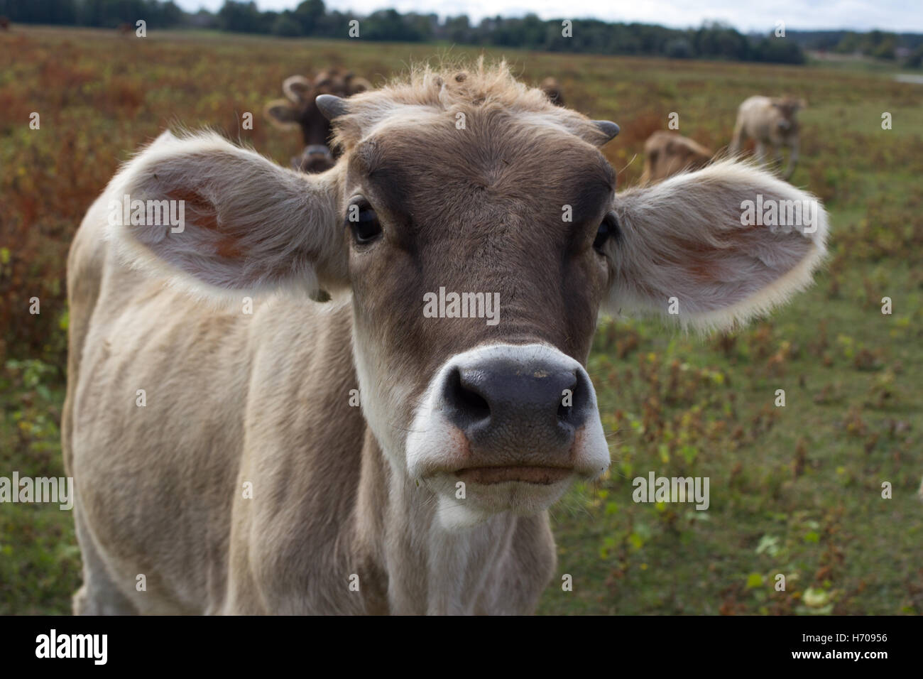 Young dairy cow head. Farm, agriculture in village Stock Photo - Alamy