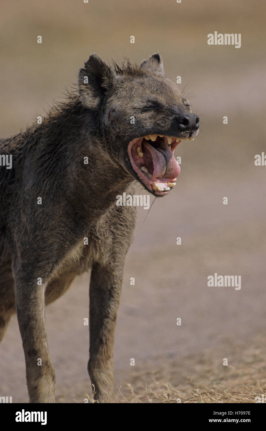 Spotted Hyena (Crocuta crocuta) yawning, Ngorongoro Crater, Tanzania ...