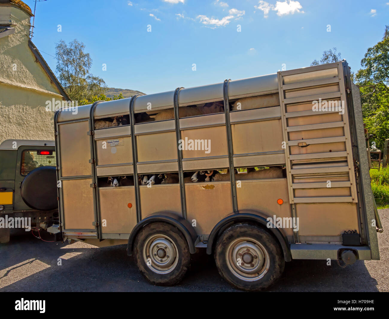 Transporting livestock uk hi-res stock photography and images - Alamy
