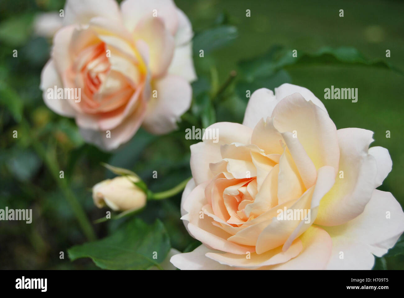Peach colored roses Stock Photo - Alamy