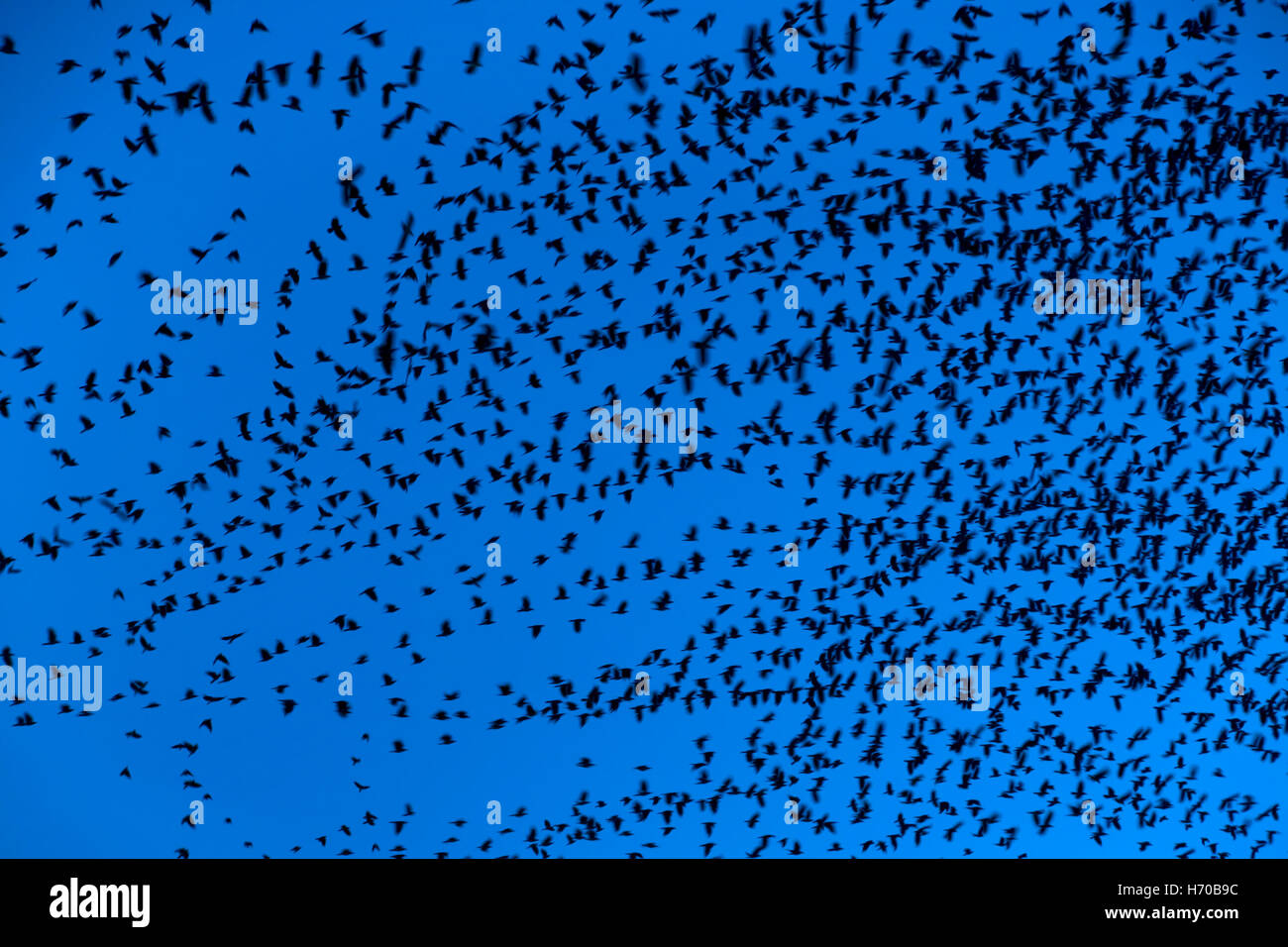 blurred flock of flying birds for backgrounds Stock Photo - Alamy