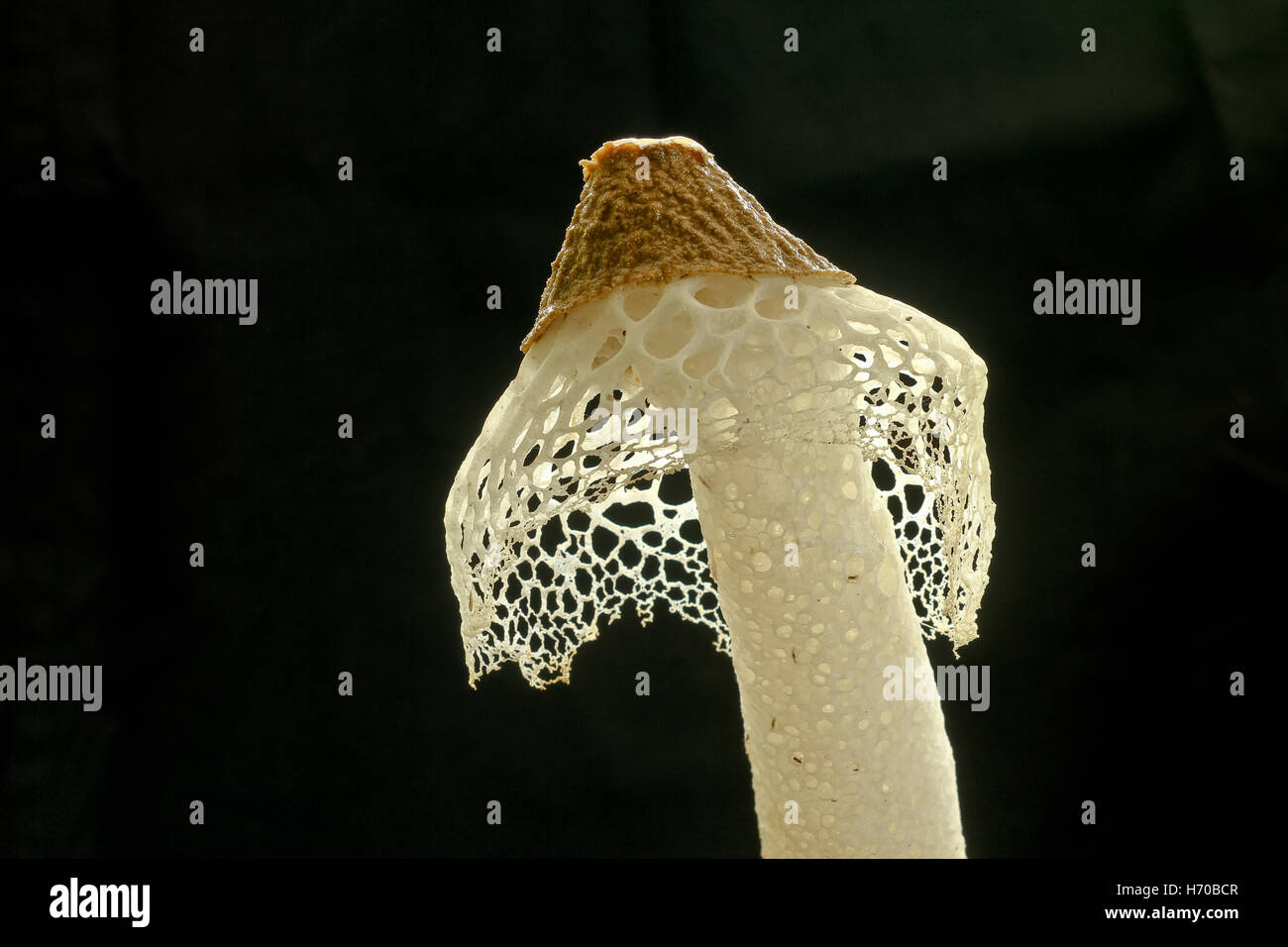 Saprobic species of mushroom hi-res stock photography and images - Alamy