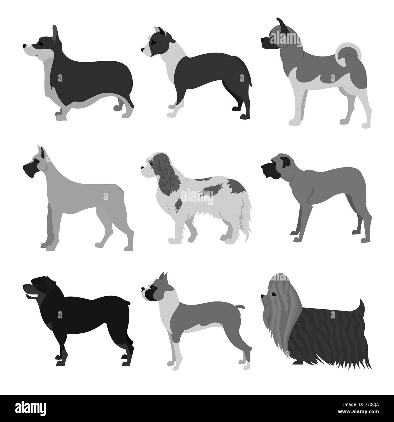 Dogs flat set Stock Photo - Alamy