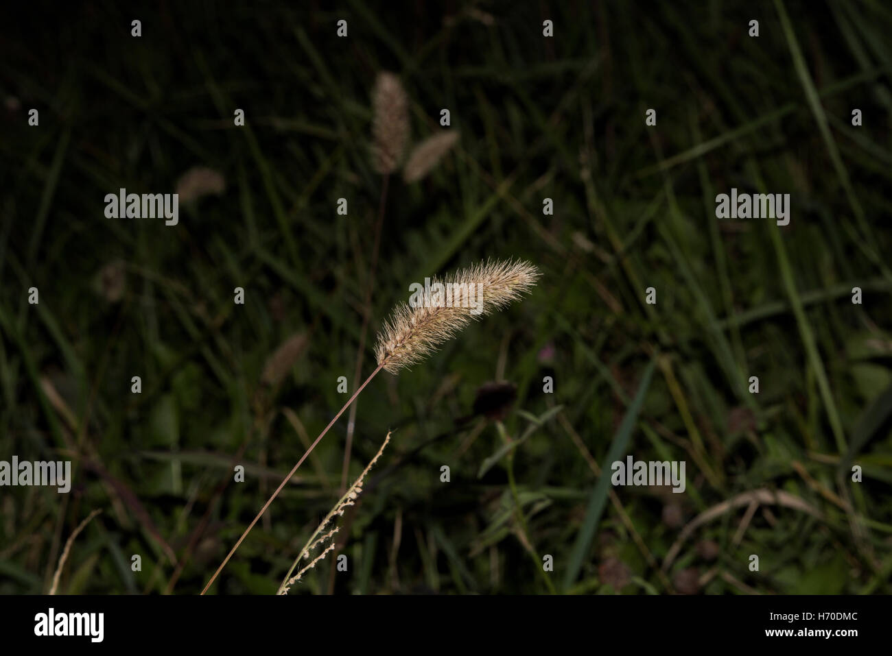 Barley grass close hi-res stock photography and images - Alamy